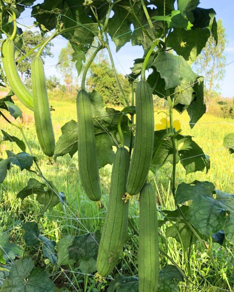 Top 10 légumes vietnamiens typiques et exotiques à découvrir