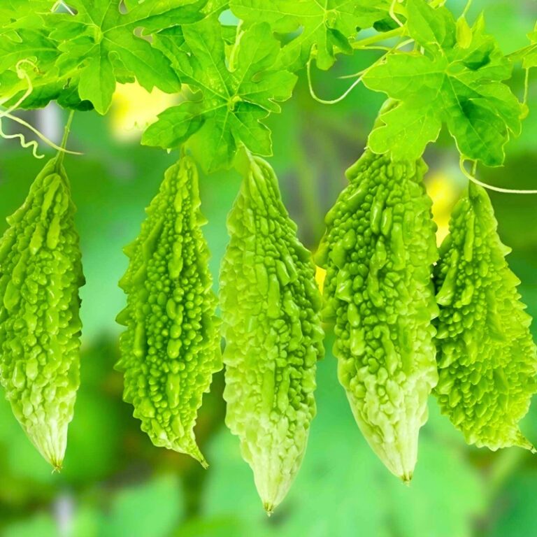 Top 10 légumes vietnamiens typiques et exotiques à découvrir